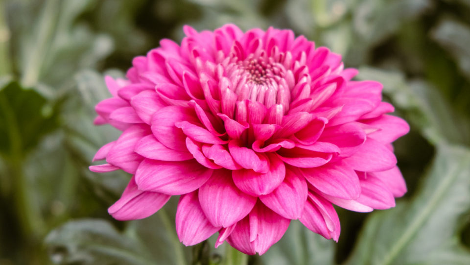 A full grown Arcadia Chrysanthemum in 9 weeks! - Anton SpaargarenAnton ...