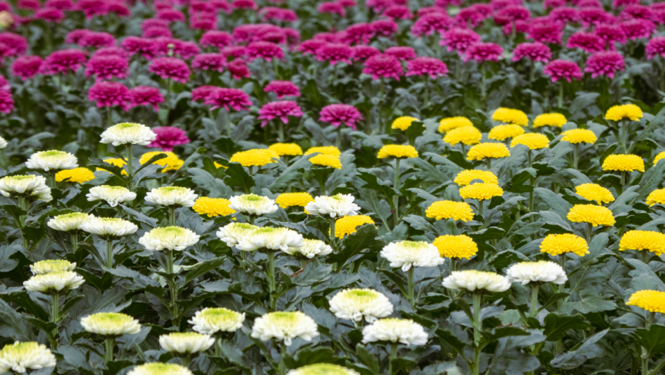 A full grown Arcadia Chrysanthemum in 9 weeks! - Anton SpaargarenAnton ...