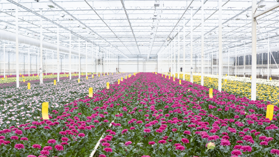 A full grown Arcadia Chrysanthemum in 9 weeks! - Anton SpaargarenAnton ...