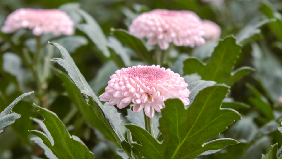 A full grown Arcadia Chrysanthemum in 9 weeks! - Anton SpaargarenAnton ...