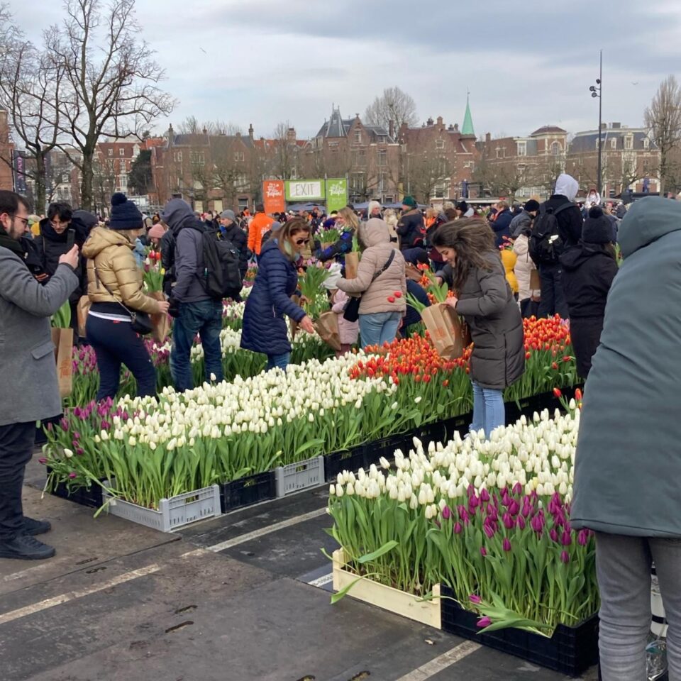 Enjoy the timeless beauty of tulips during tulip season! - Anton ...